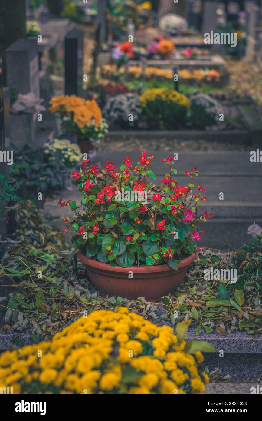 colorful flowers on the tomb in the cemetery Stock Photo - Alamy