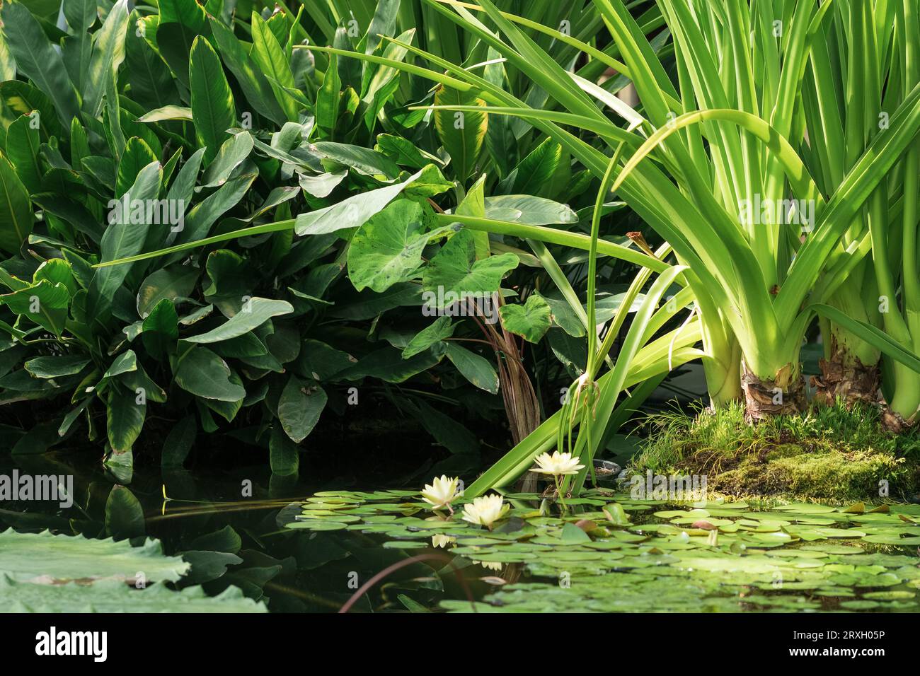 various aquatic and semi-aquatic plants in natural habitat Stock Photo ...
