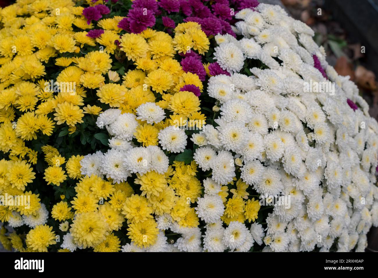 All Saints Day symbols - yellow, white and purple chrysanthemum flowers ...