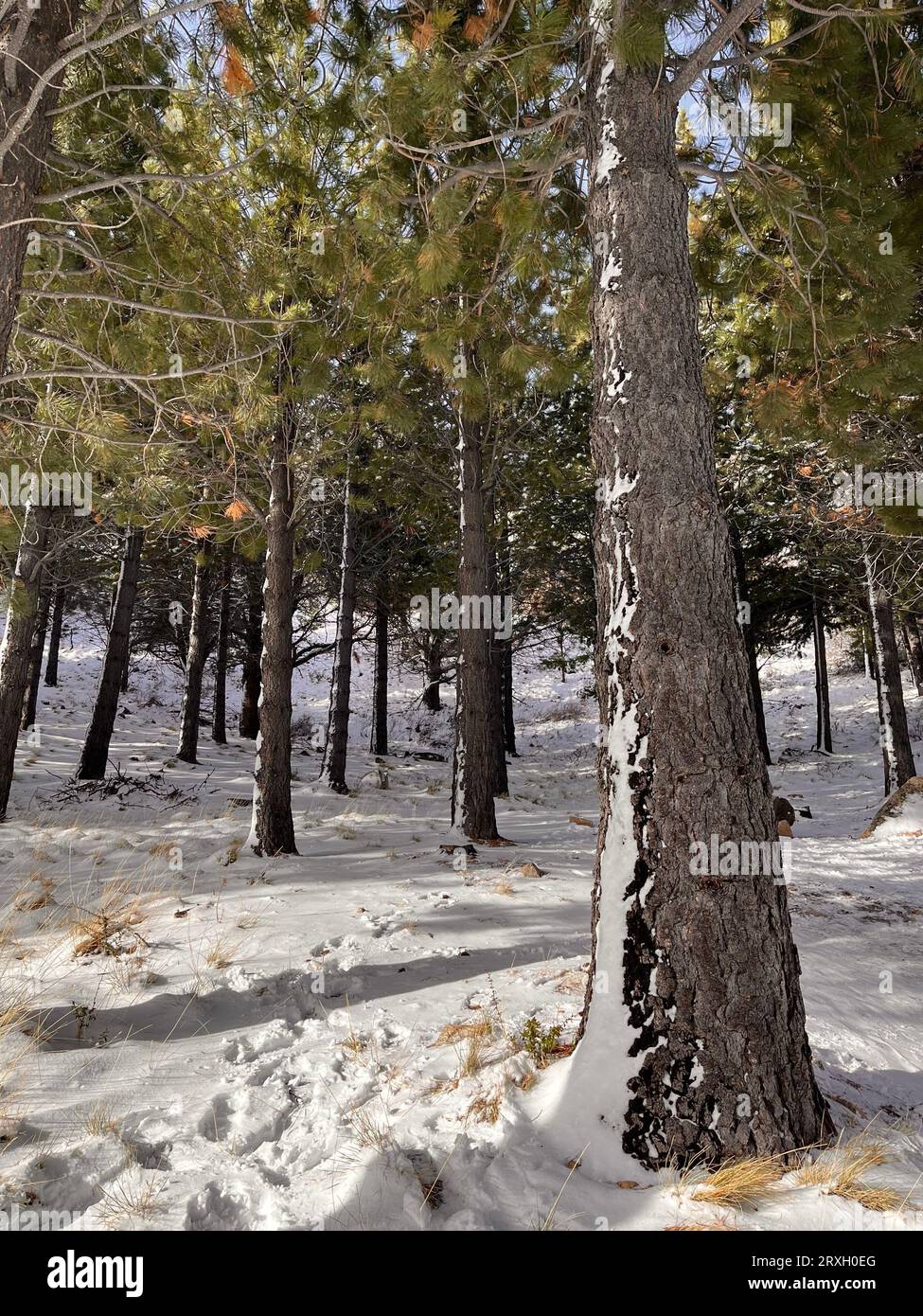 Pine trees in argentina hi-res stock photography and images - Alamy