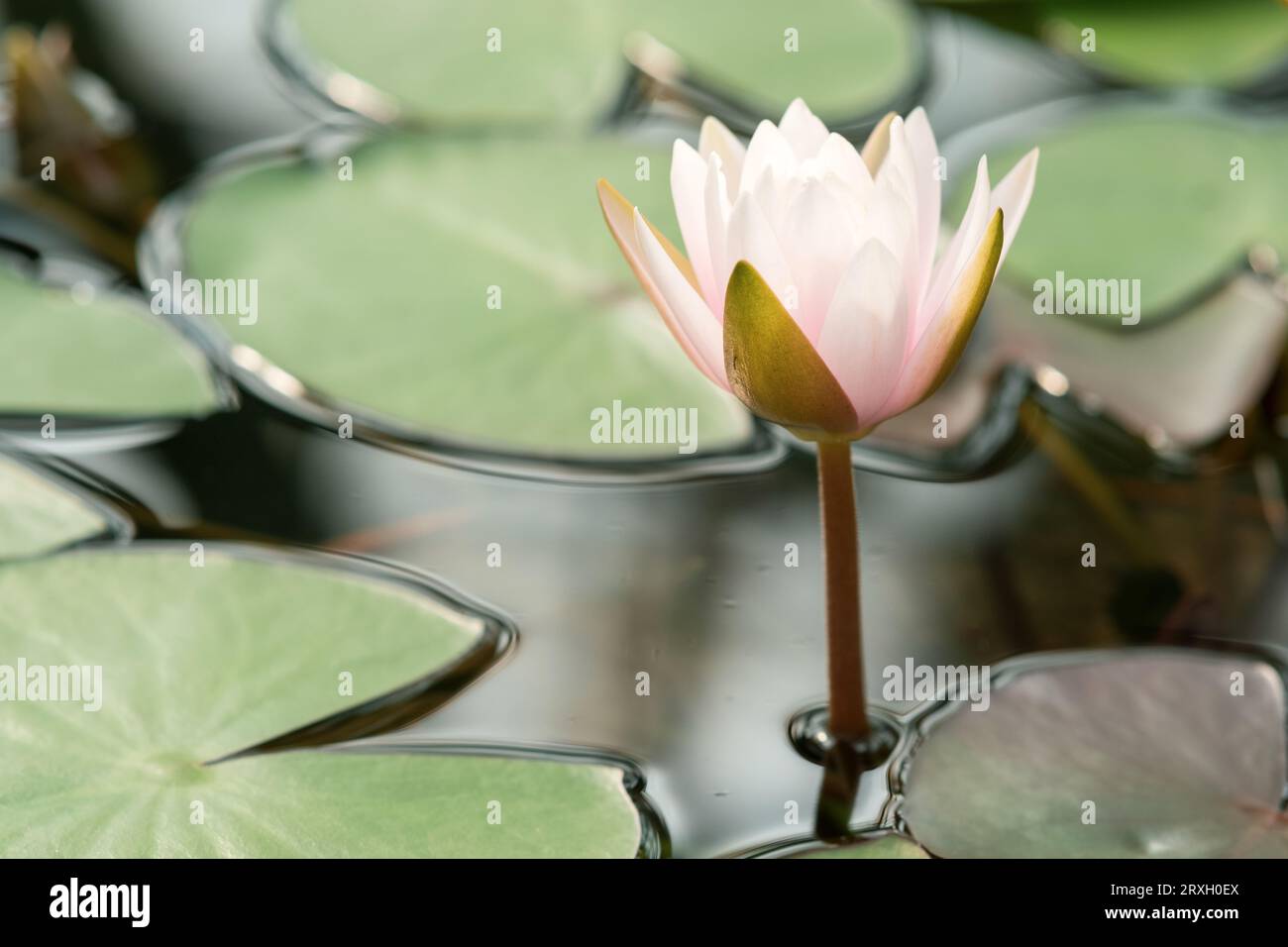 fresh clean lotus flower bud rising from swamp water Stock Photo - Alamy