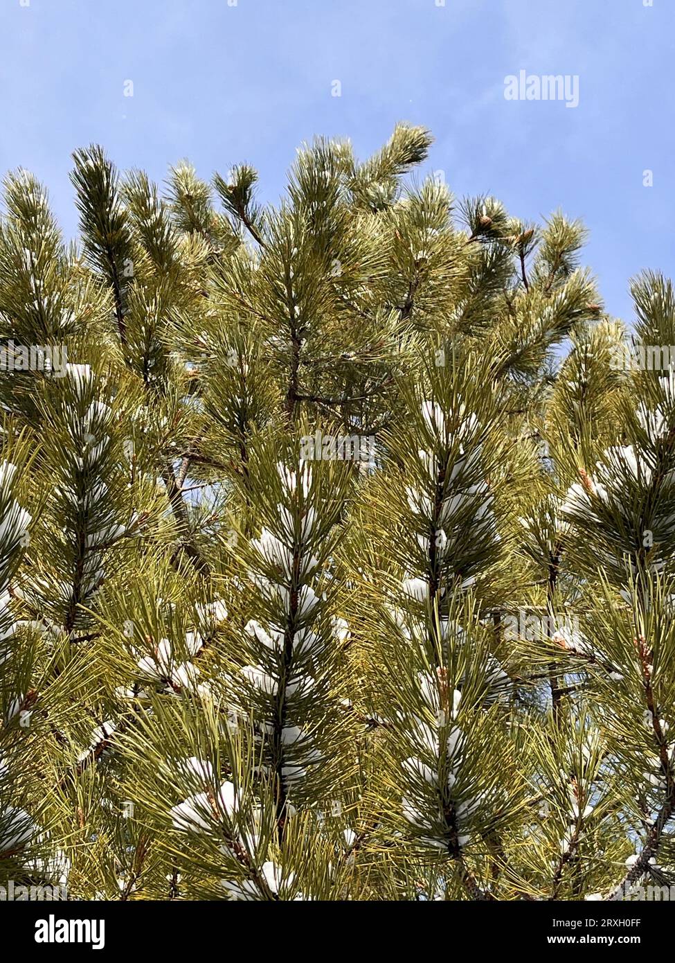 Beautiful and snowy winter hi-res stock photography and images - Alamy