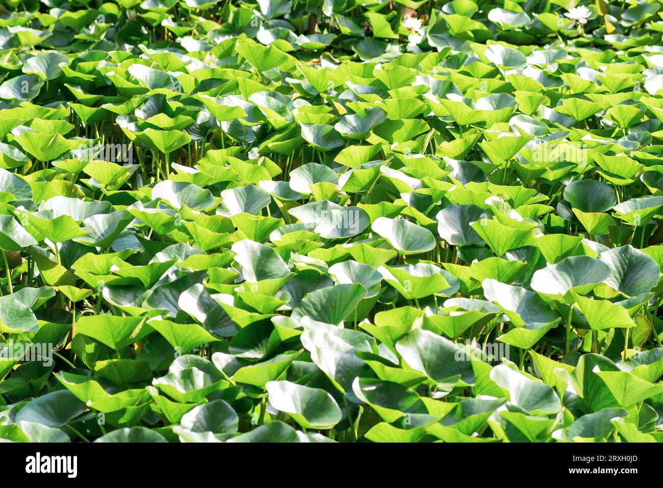 landscape: lotus leaves completely cover the surface of the water Stock ...
