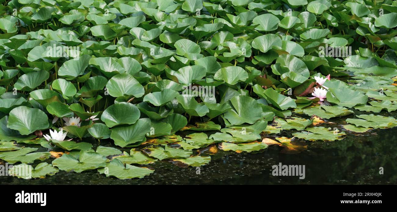 lotus leaves completely cover the surface of the water, pure flowers ...