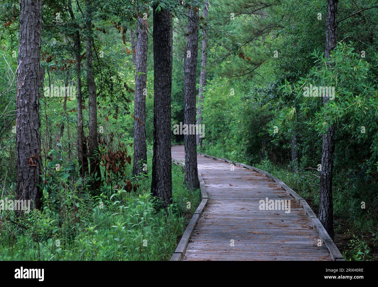 Big thicket preserve hi-res stock photography and images - Alamy
