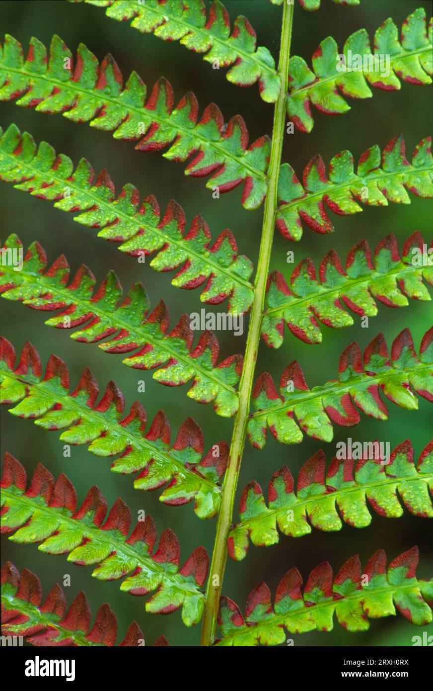 Fern on Sundew Nature Trail, Big Thicket National Preserve, Texas Stock ...