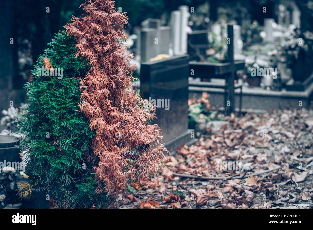 tree in the cemetery, half dry, half green Stock Photo - Alamy