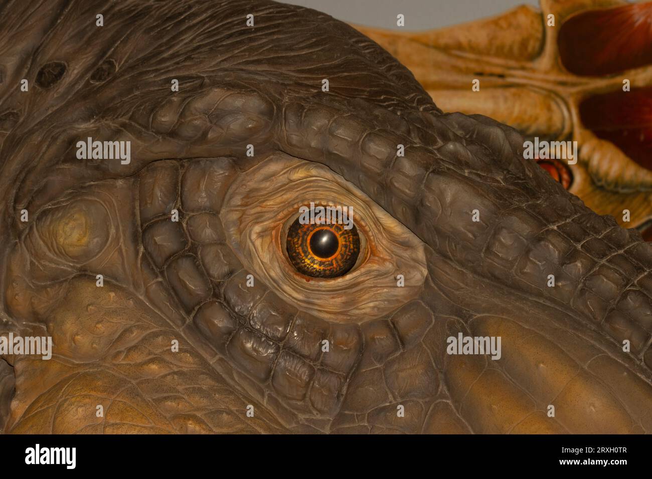 Tyrannosaurus Rex eye, reconstruction model Stock Photo - Alamy
