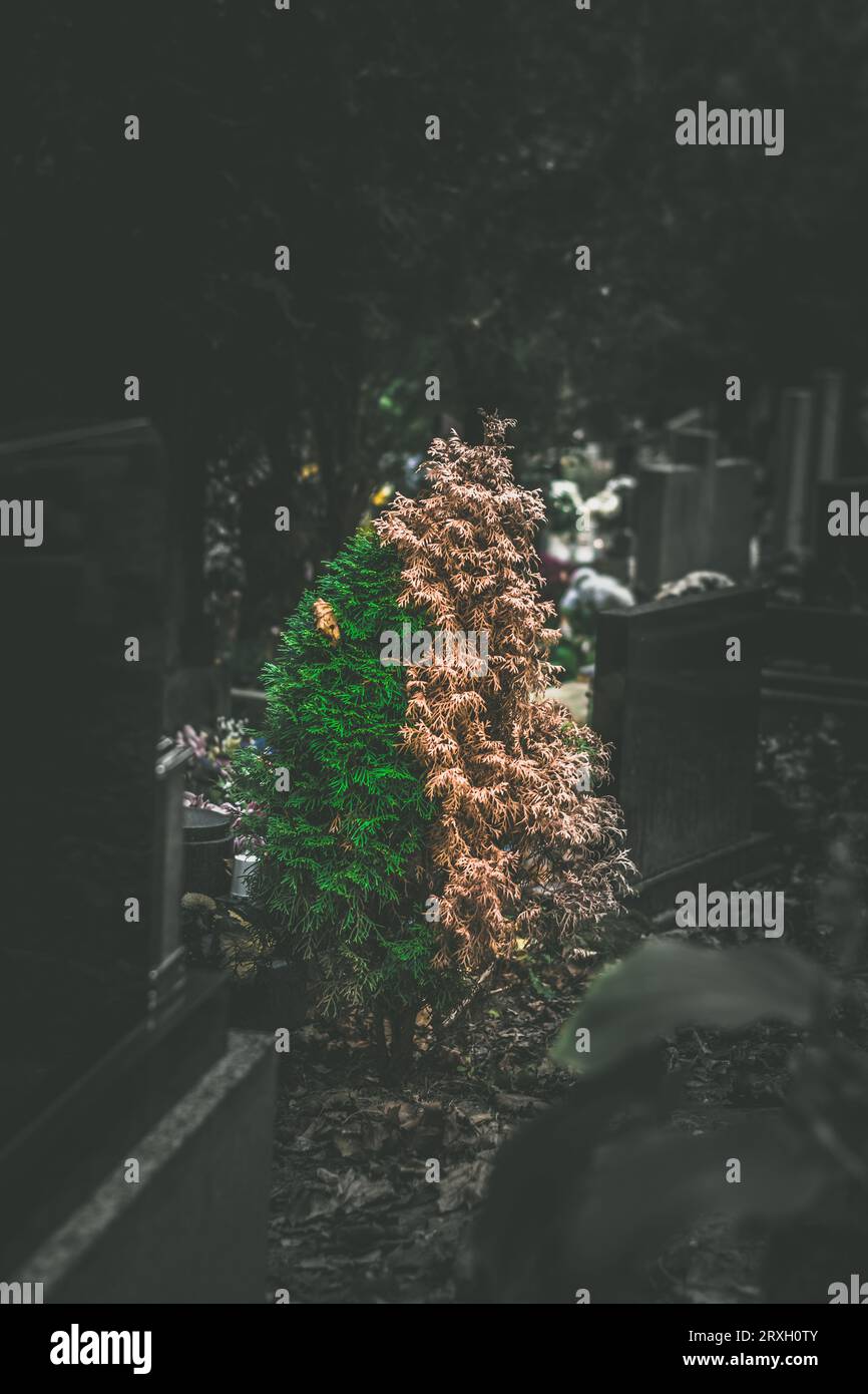 Half dry and half green tree hi-res stock photography and images - Alamy