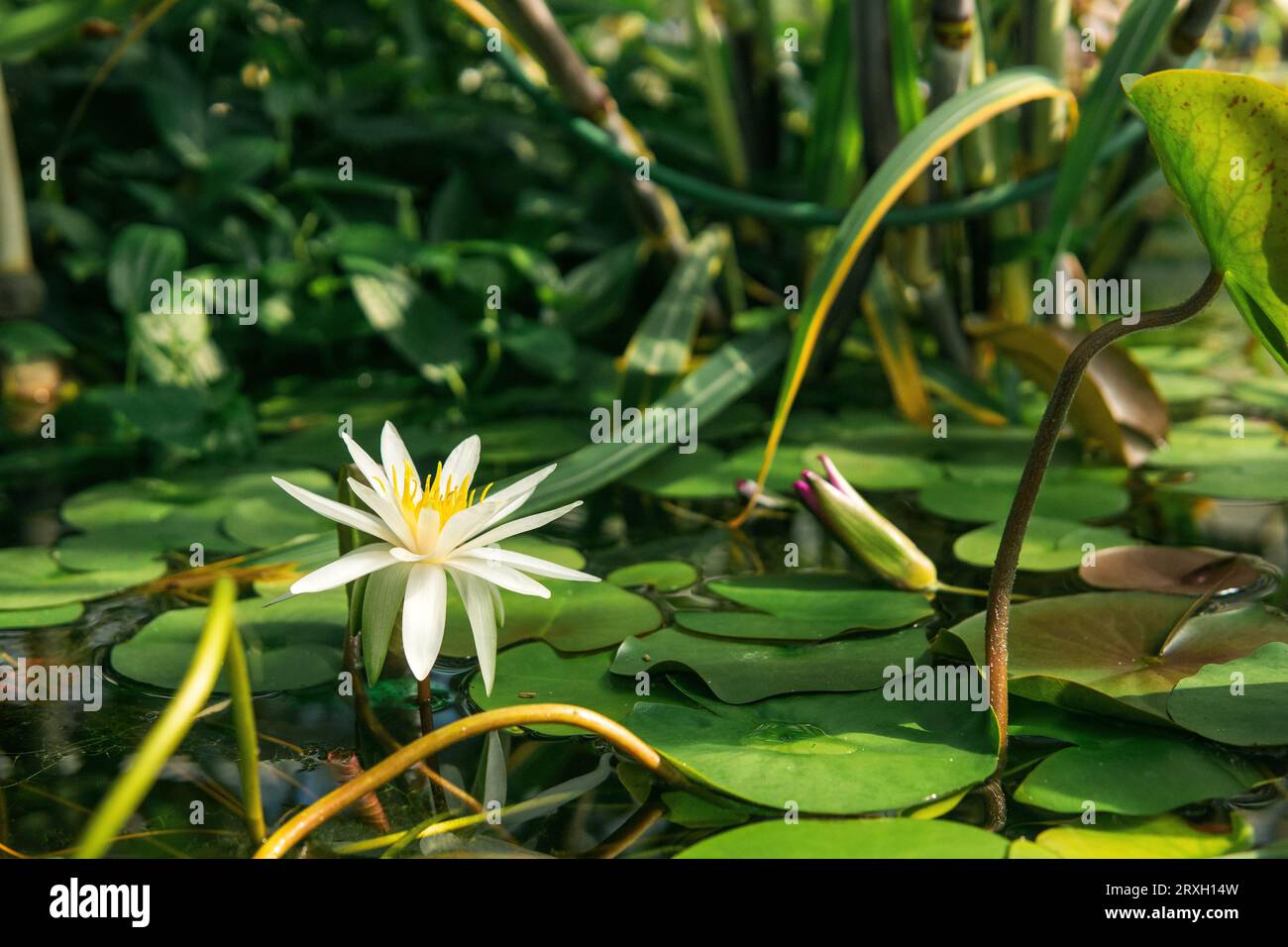 white water lily blooms among aquatic plants Stock Photo - Alamy