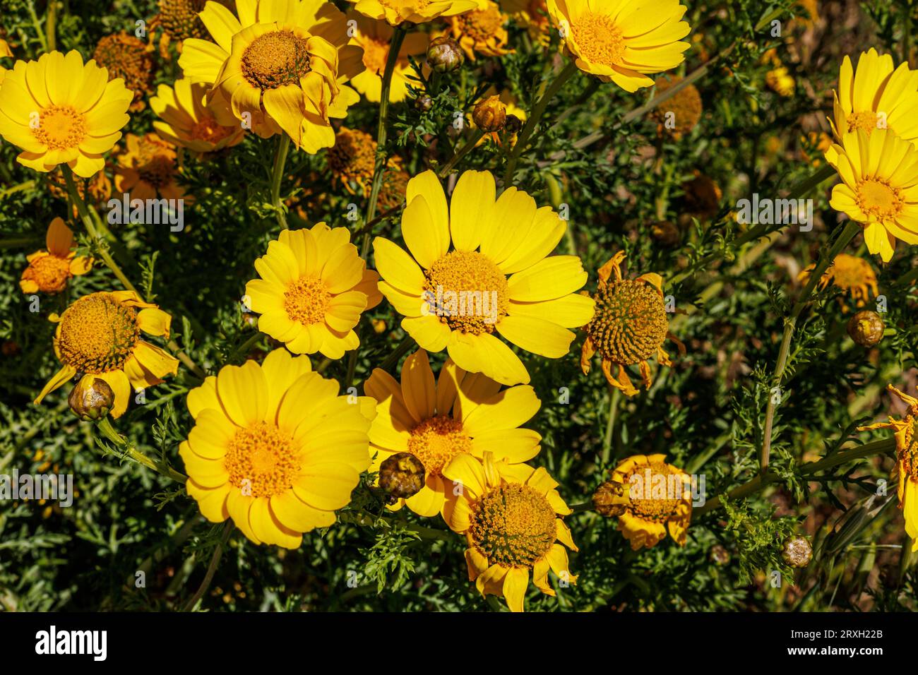 Flowering wild Anacyclus radiatus on the island of Sicily, Italy Stock ...