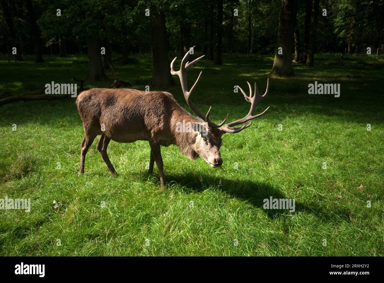 Red deer stag with antlers, Tatton Park, Cheshire Stock Photo - Alamy