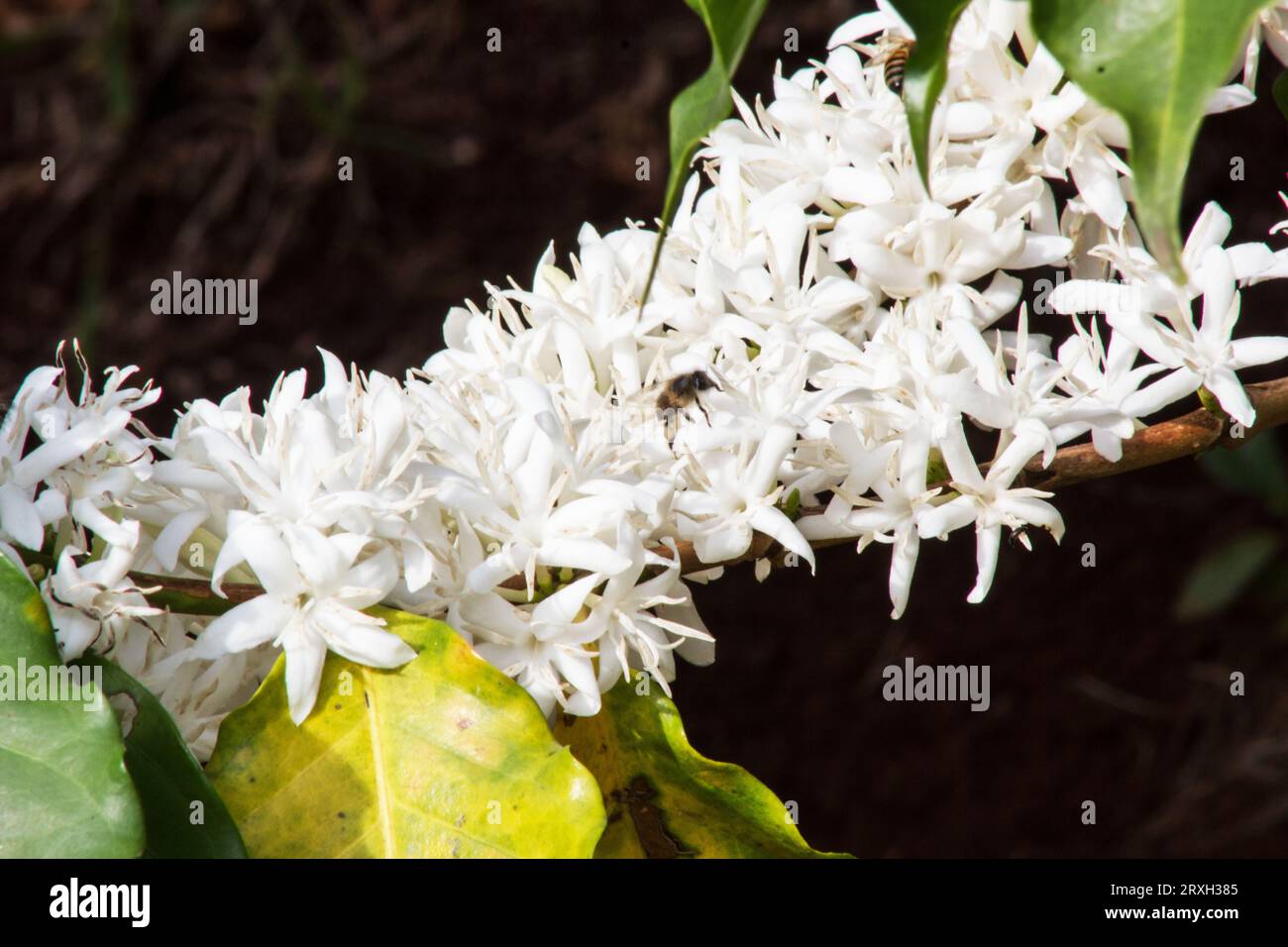Coffee tree plantation flowers Stock Photo - Alamy
