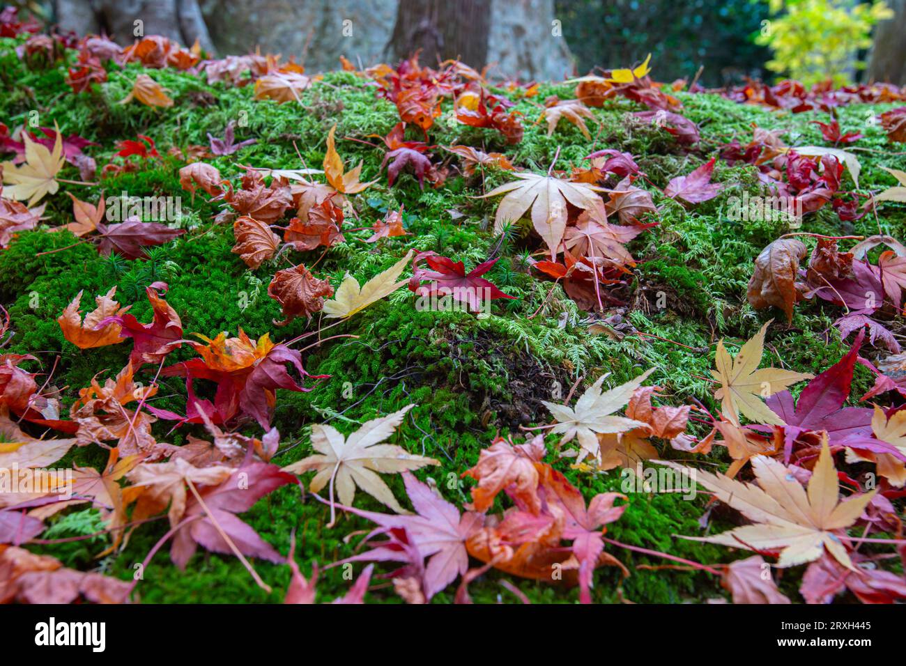 Autumn leaves are falling on the ground in the forest in autumn or ...