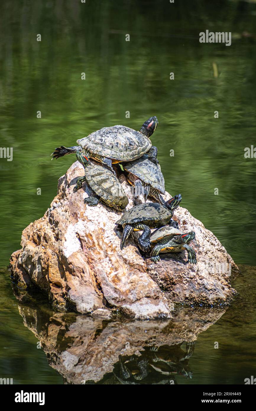 Red-Eared Slider Turtle on the rock Stock Photo - Alamy