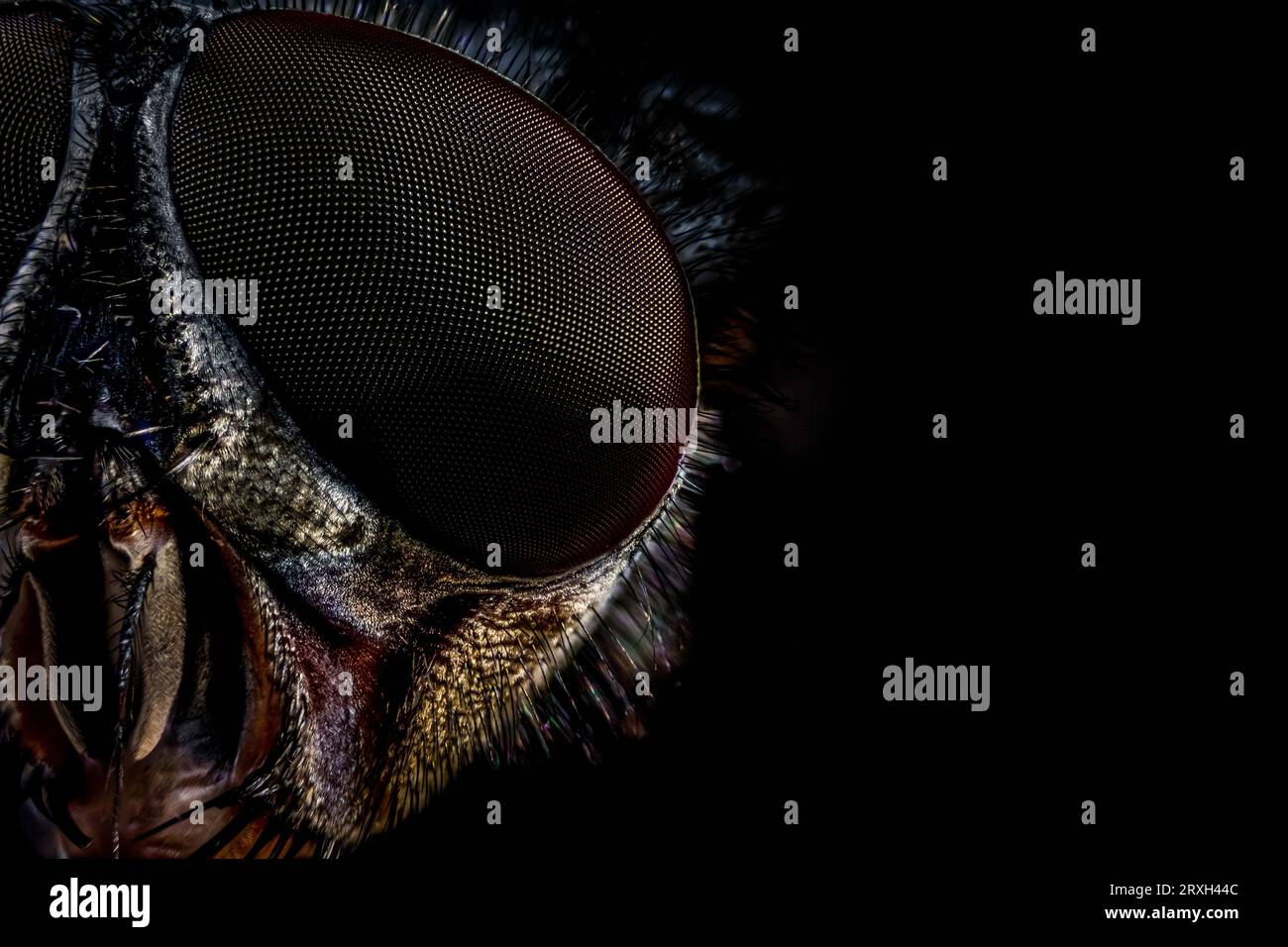 Eye of a fly hi-res stock photography and images - Alamy