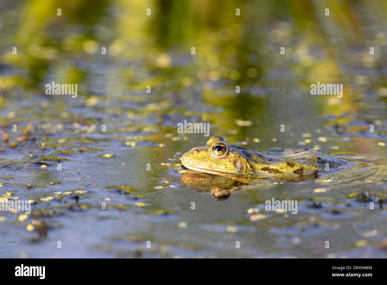 Green Marsh Frog (Pelophylax ridibundus) in the Danube Delta, Romania ...