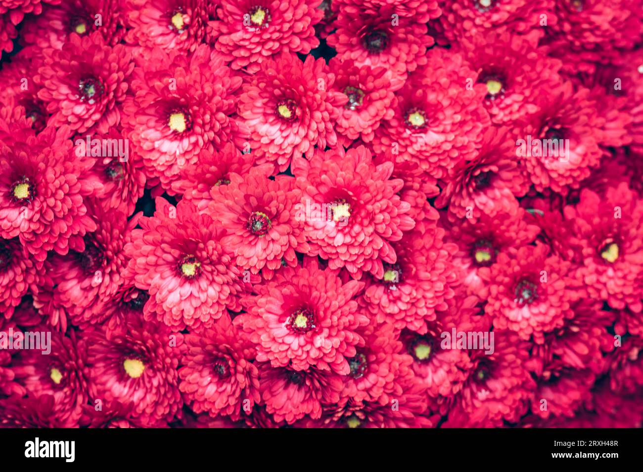 All Saints Day symbols - chrysanthemum flowers on the tomb Stock Photo ...