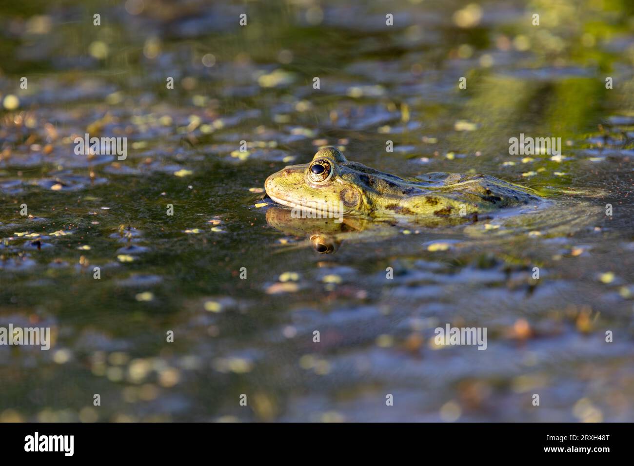 Green Marsh Frog (Pelophylax ridibundus) in the Danube Delta, Romania ...