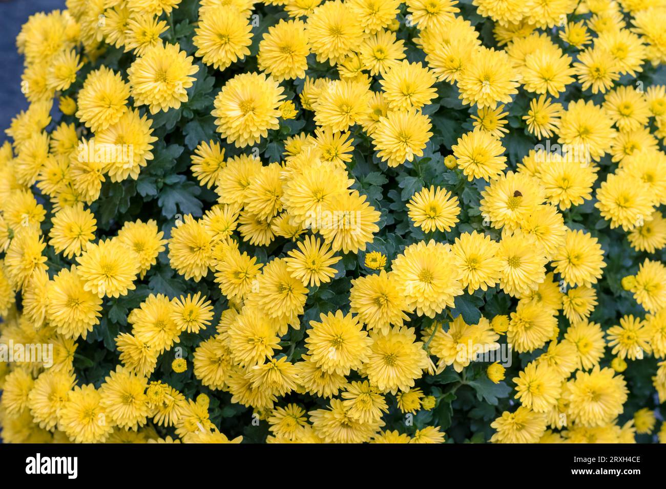 All Saints Day symbols - chrysanthemum flowers detail Stock Photo - Alamy