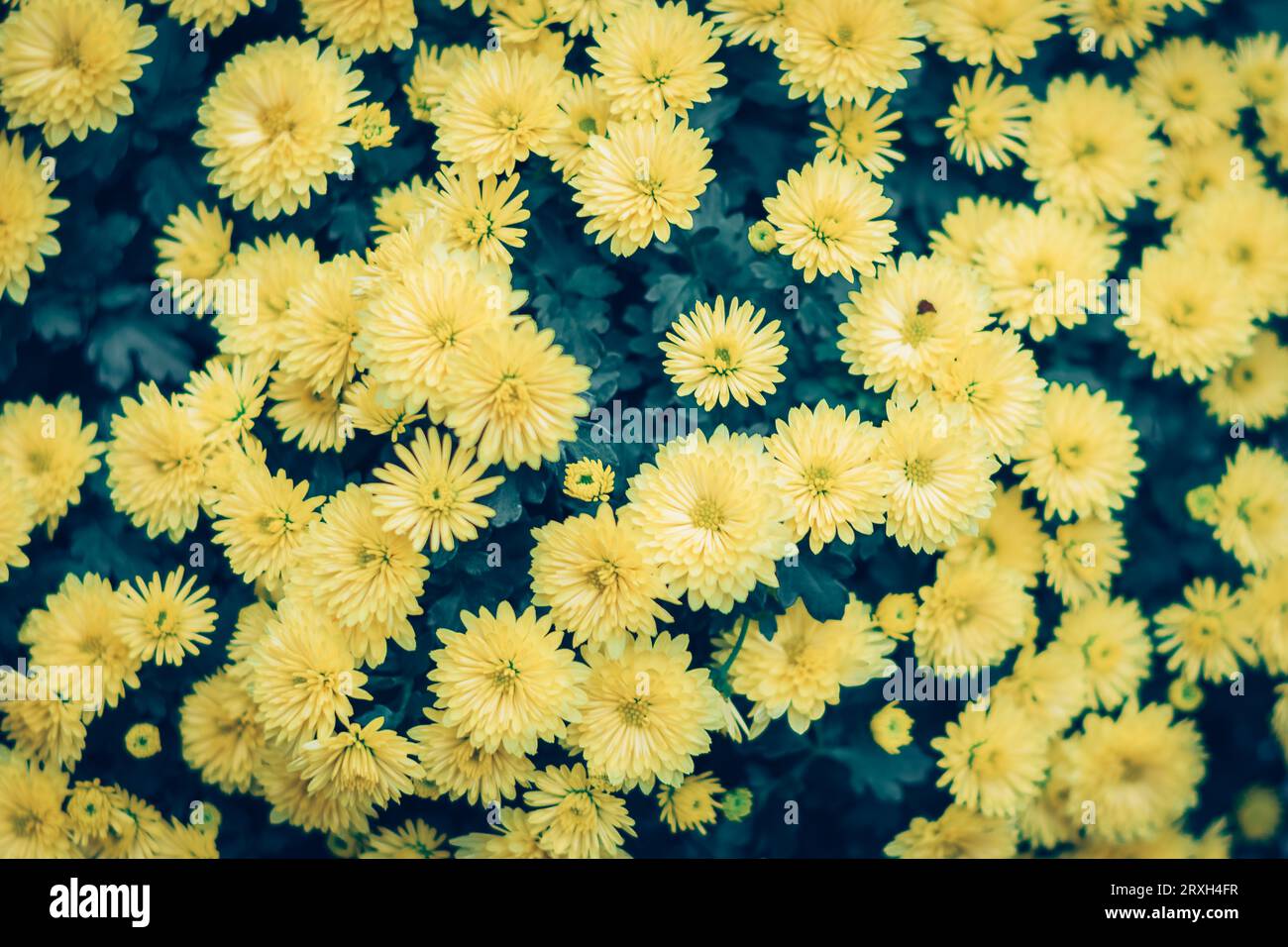 All Saints Day symbols - chrysanthemum flowers detail Stock Photo - Alamy