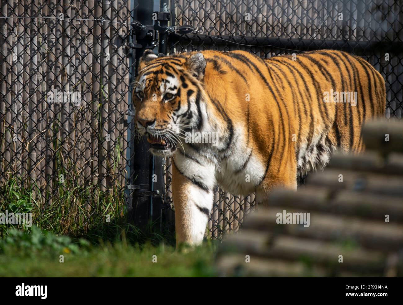 Bengal tiger canada hi-res stock photography and images - Alamy