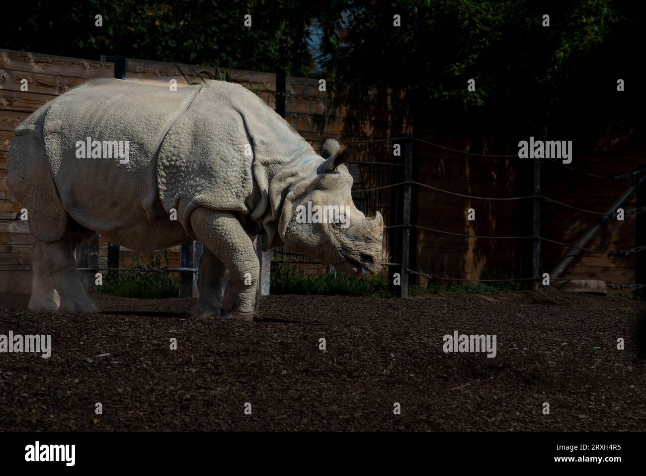 Toronto zoo rhino hi-res stock photography and images - Alamy