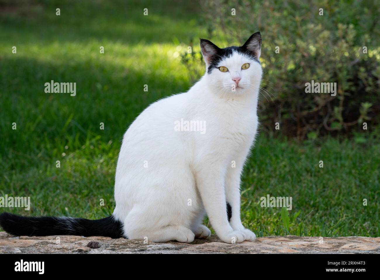 Cat lying on street hi-res stock photography and images - Alamy