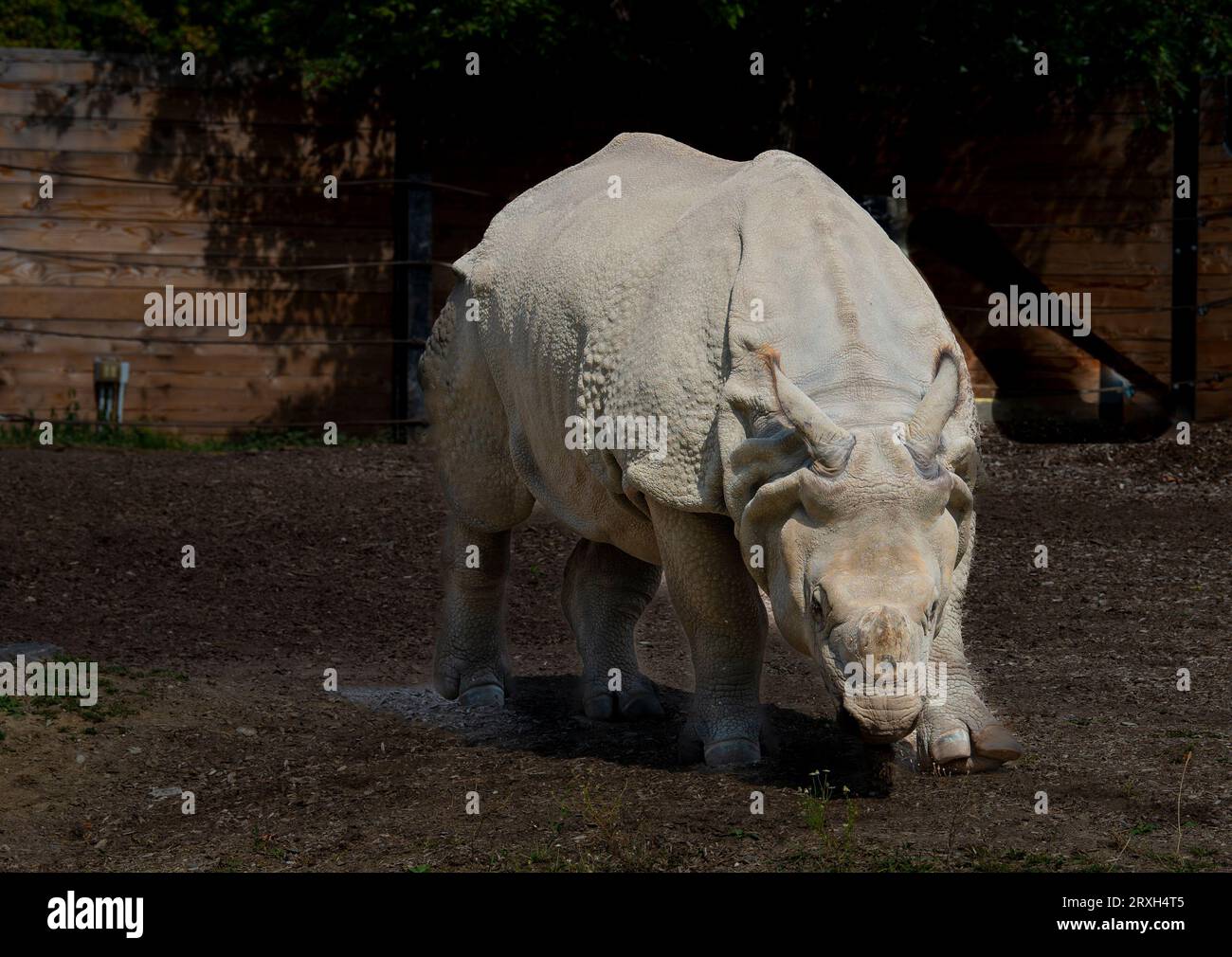 Toronto zoo rhino hi-res stock photography and images - Alamy