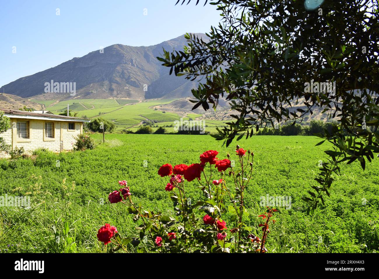 Country landscape of southern Chile Stock Photo - Alamy