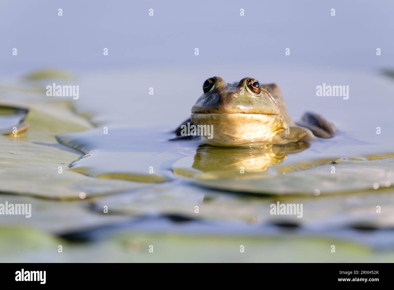 Green Marsh Frog (Pelophylax ridibundus) in the Danube Delta, Romania ...