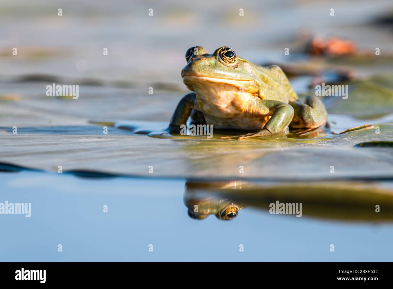 Green Marsh Frog (Pelophylax ridibundus) in the Danube Delta, Romania ...