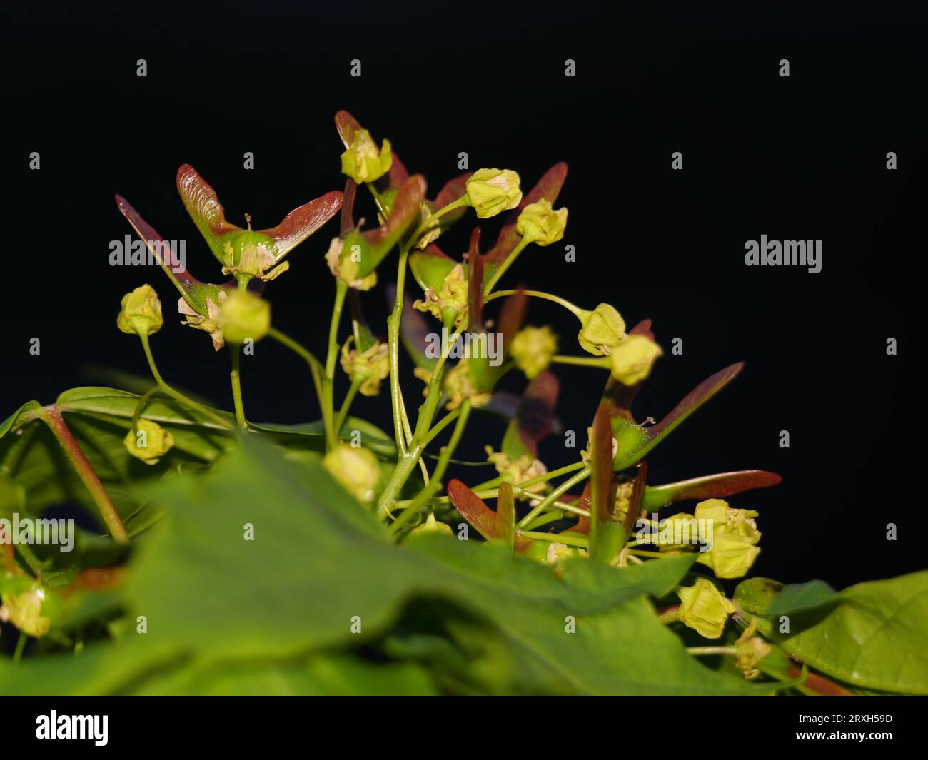 Propellers black and hi-res stock photography and images - Alamy