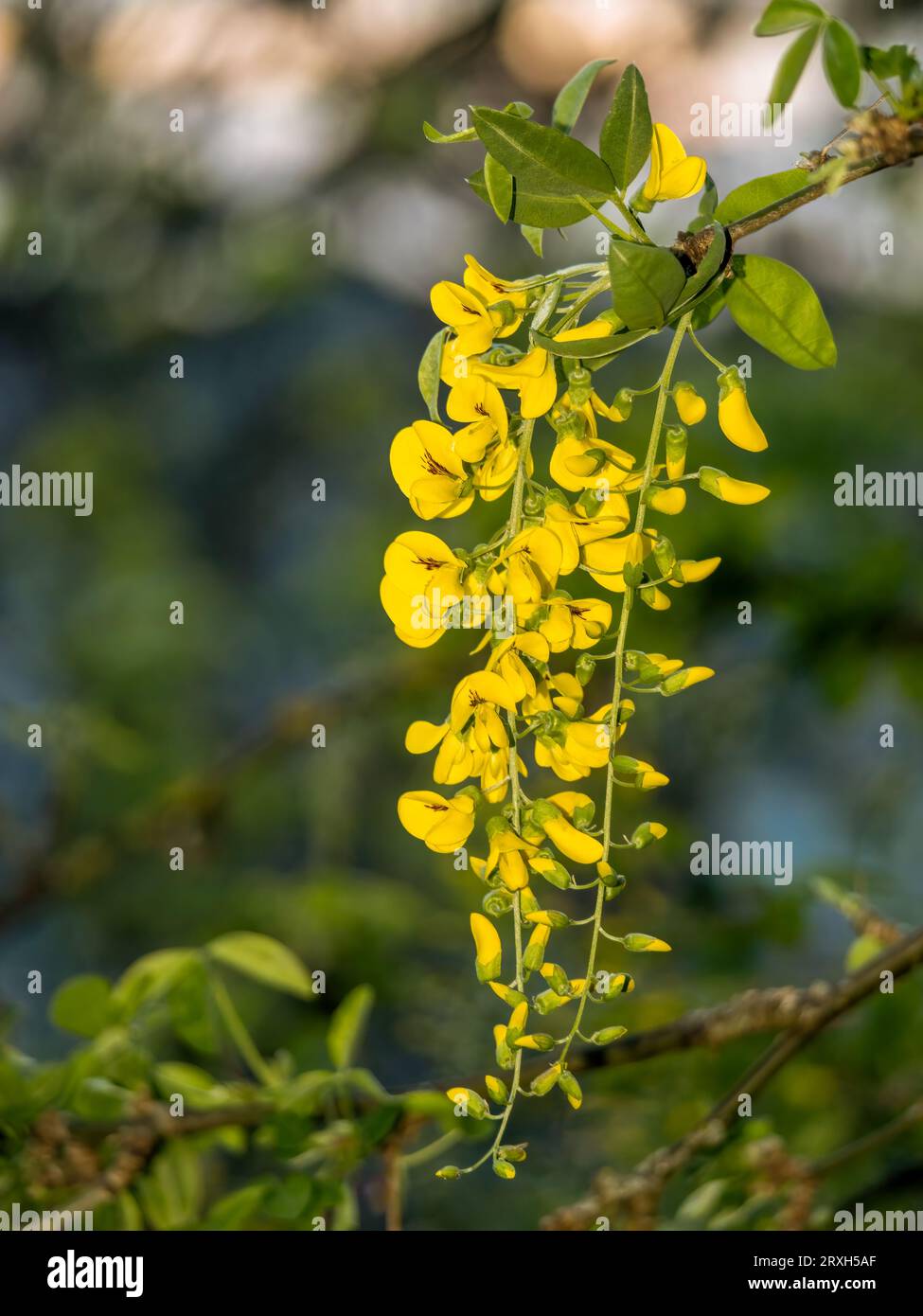 The golden shower tree or indian laburnum hi-res stock photography and ...