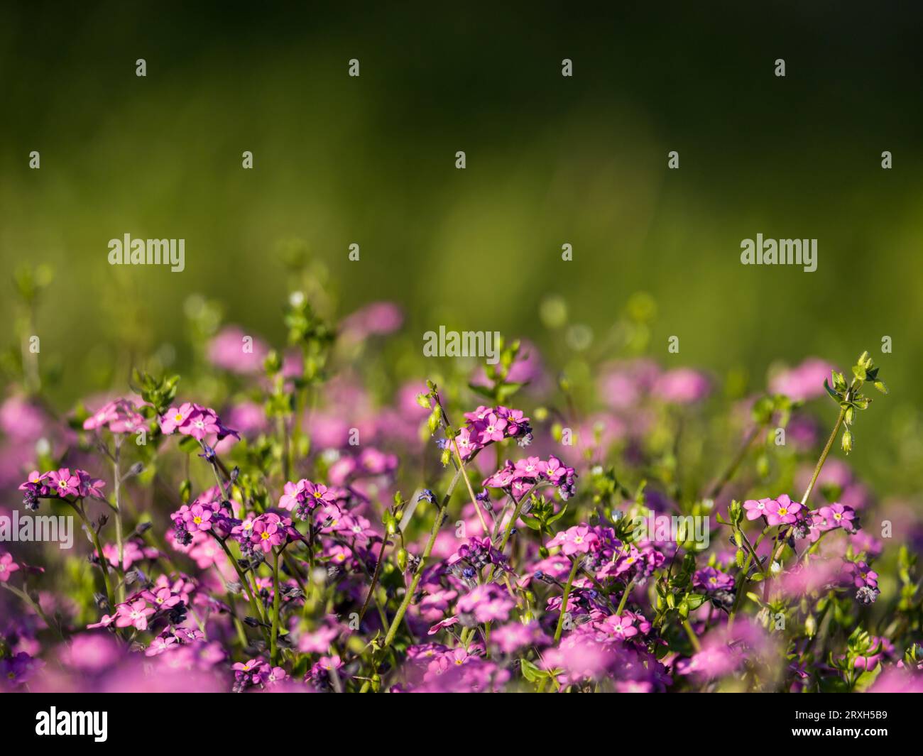 on a sunny day there are beautiful purple forget me not flowers Stock ...