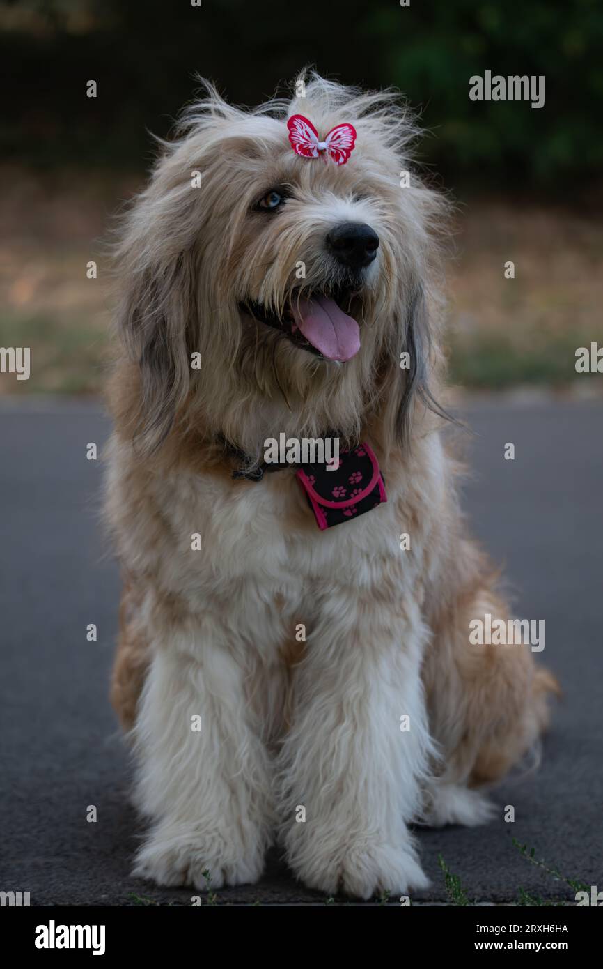 Adorable purebred Romanian Mioritic Shepherd friendly female dog ...