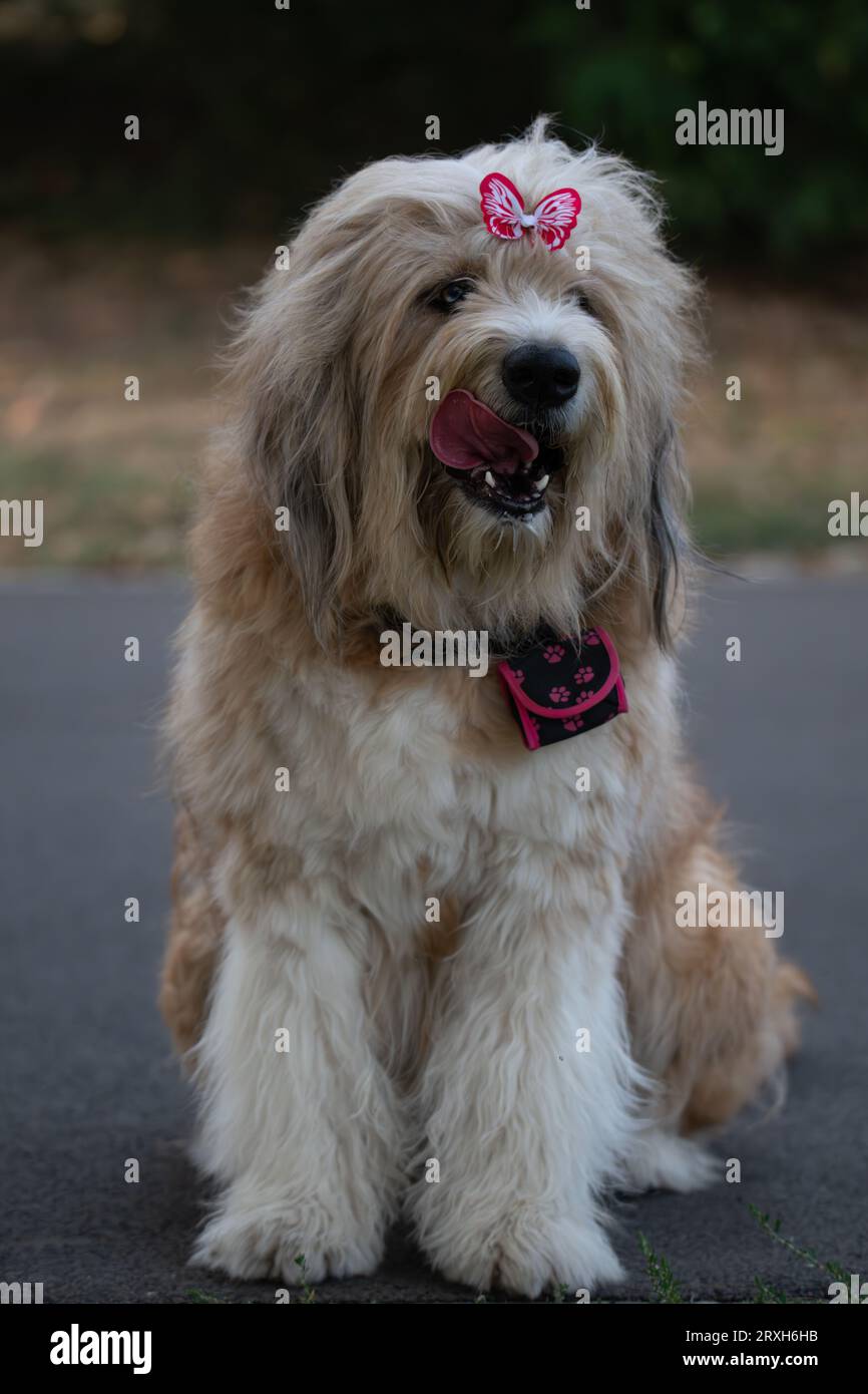 Adorable purebred Romanian Mioritic Shepherd friendly female dog ...