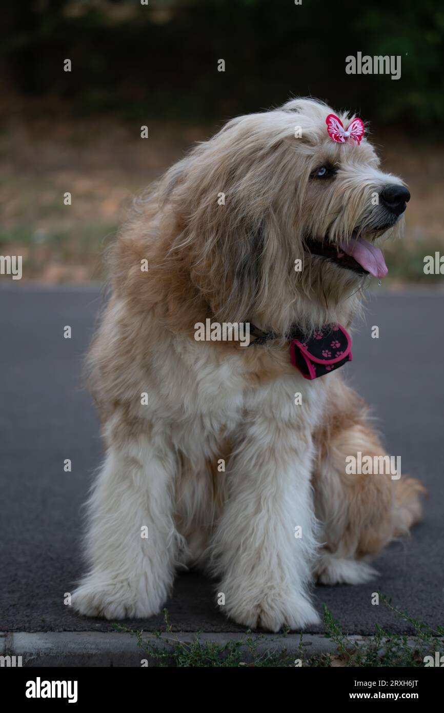 Adorable purebred Romanian Mioritic Shepherd friendly female dog ...