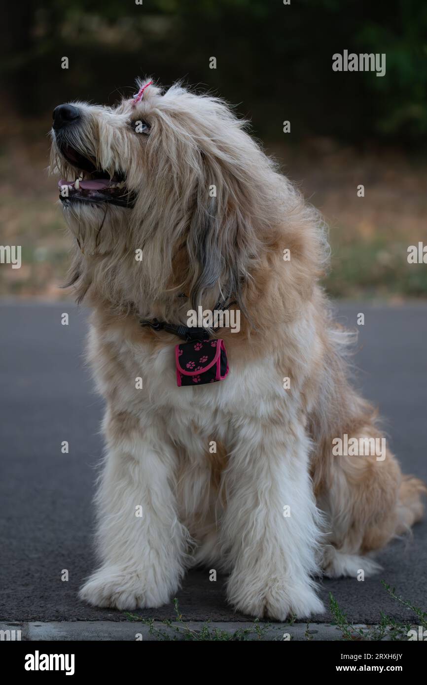 Purebred Romanian Mioritic Shepherd female dog with striking blue eyes ...