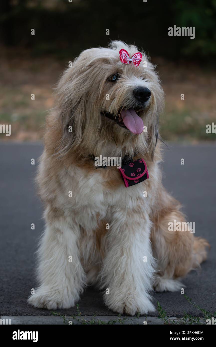 Adorable purebred Romanian Mioritic Shepherd female dog with striking ...