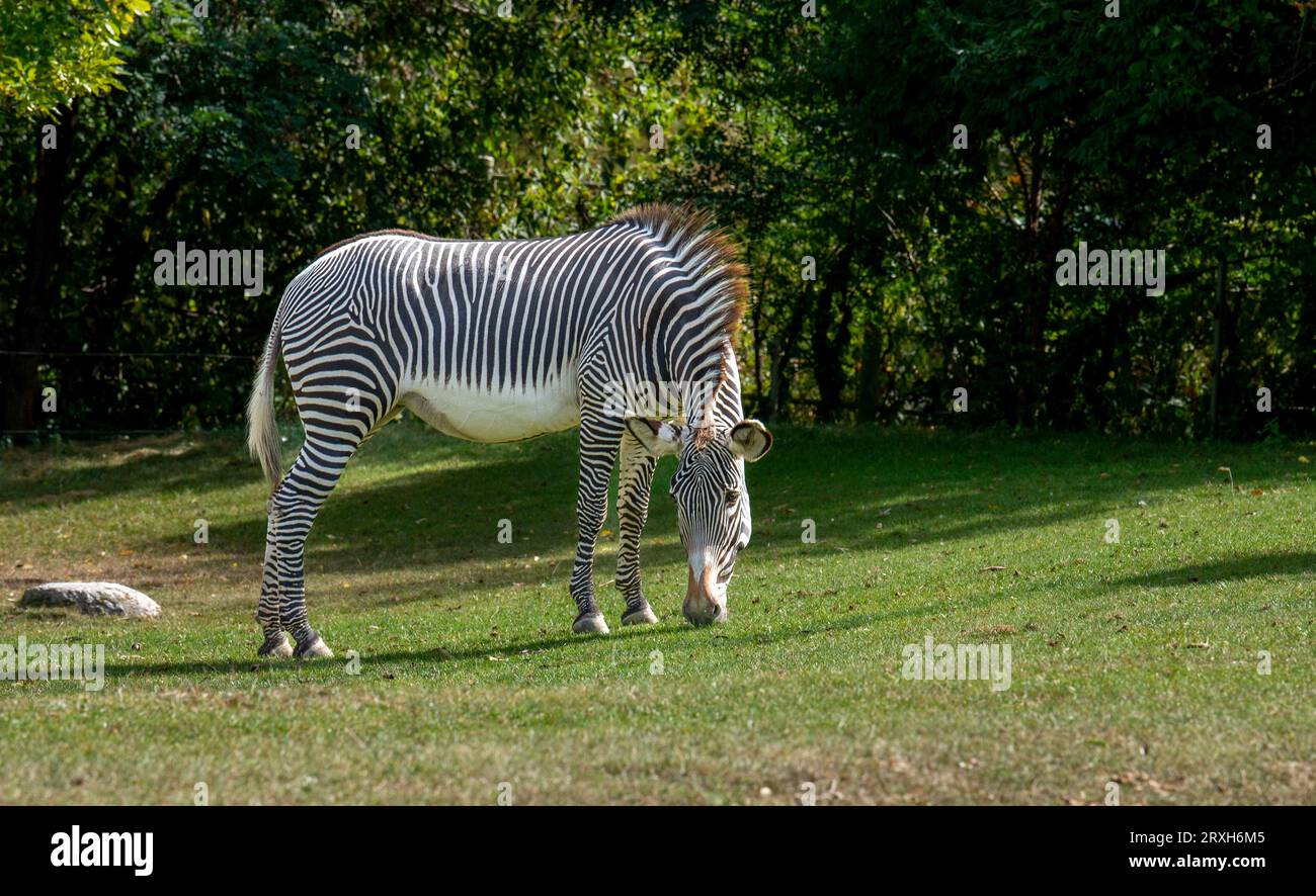 Toronto zoo safari hi-res stock photography and images - Alamy