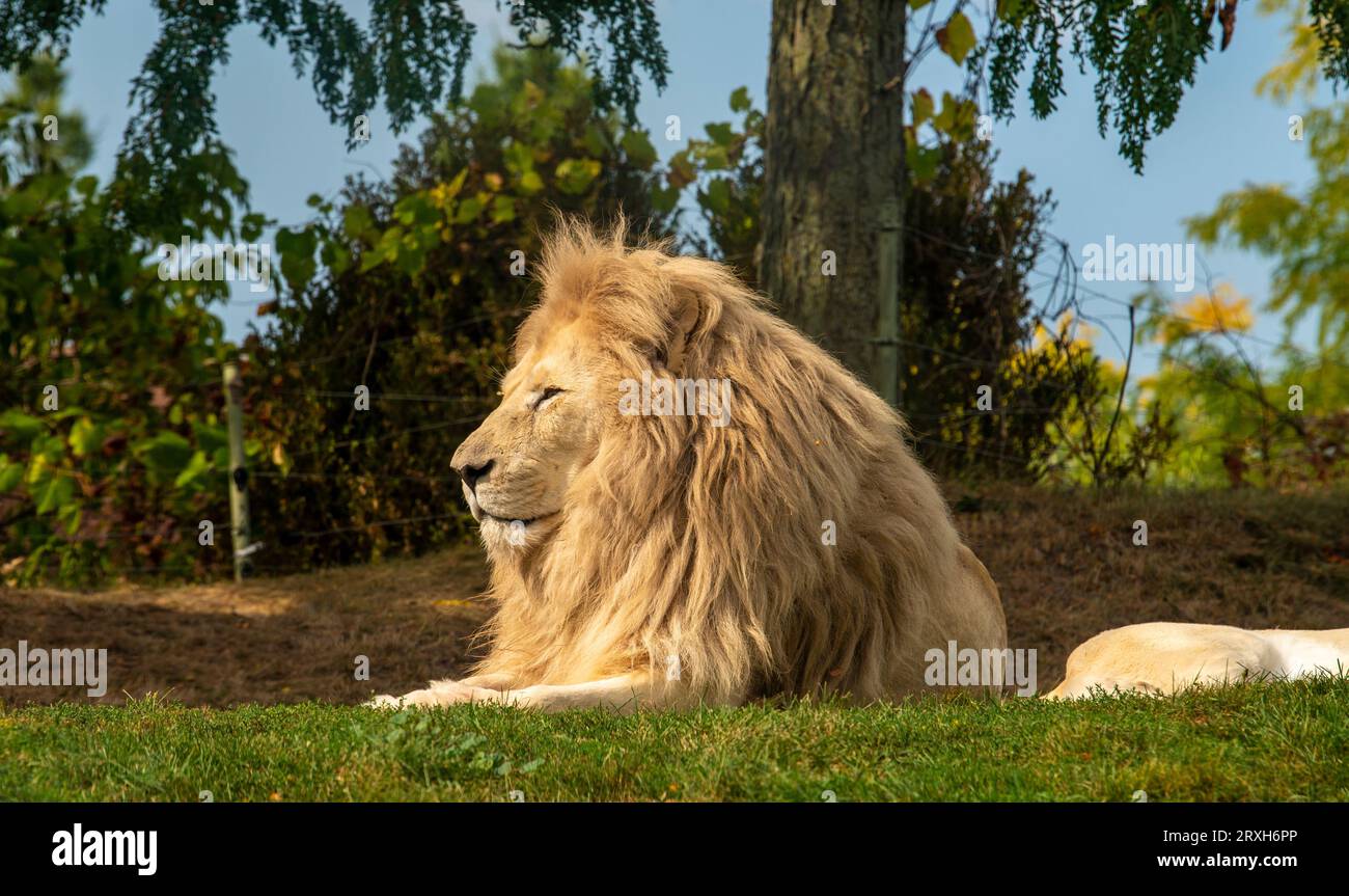African-Lion, Animal King, at the Toronto zoo, ON. Canada Stock Photo ...