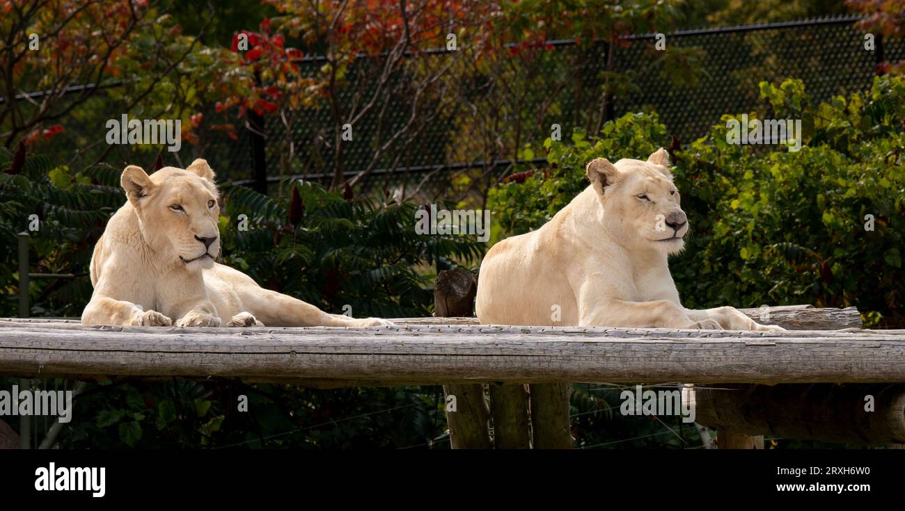 African-Lion, Animal King, at the Toronto zoo, ON. Canada Stock Photo ...