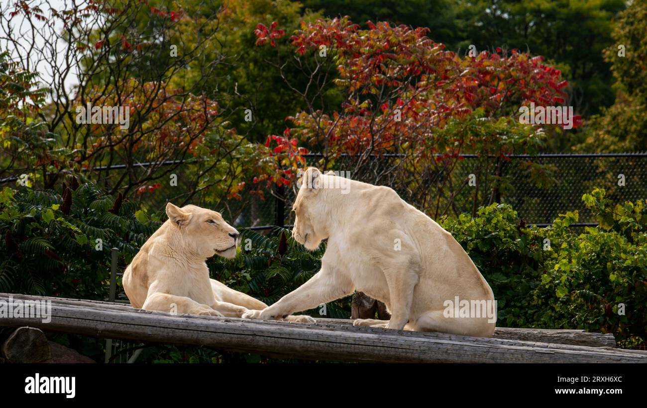 African-Lion, Animal King, at the Toronto zoo, ON. Canada Stock Photo ...