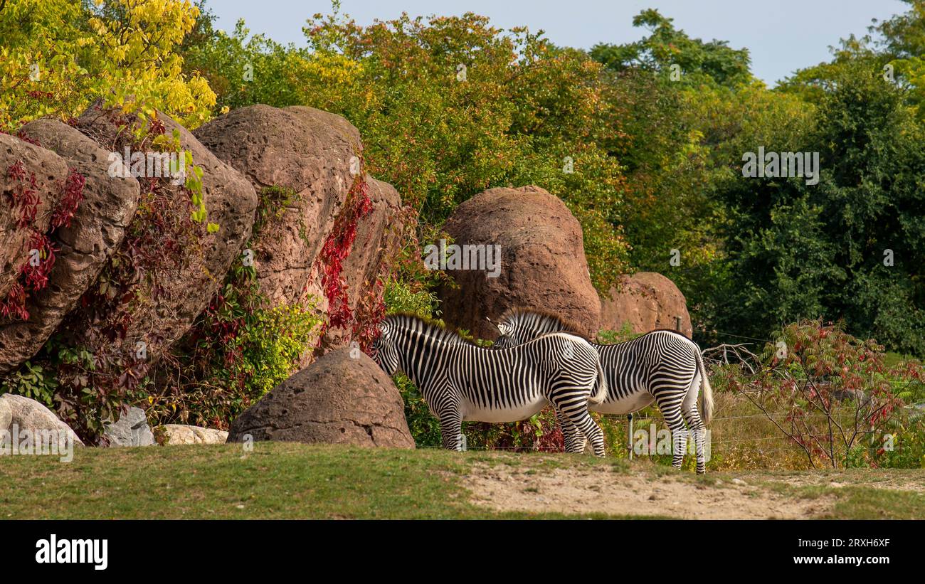 Toronto zoo safari hi-res stock photography and images - Alamy