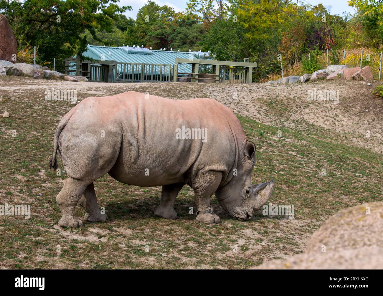 Toronto zoo rhino hi-res stock photography and images - Alamy