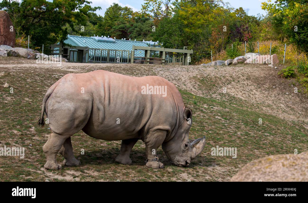 Toronto zoo rhino hi-res stock photography and images - Alamy