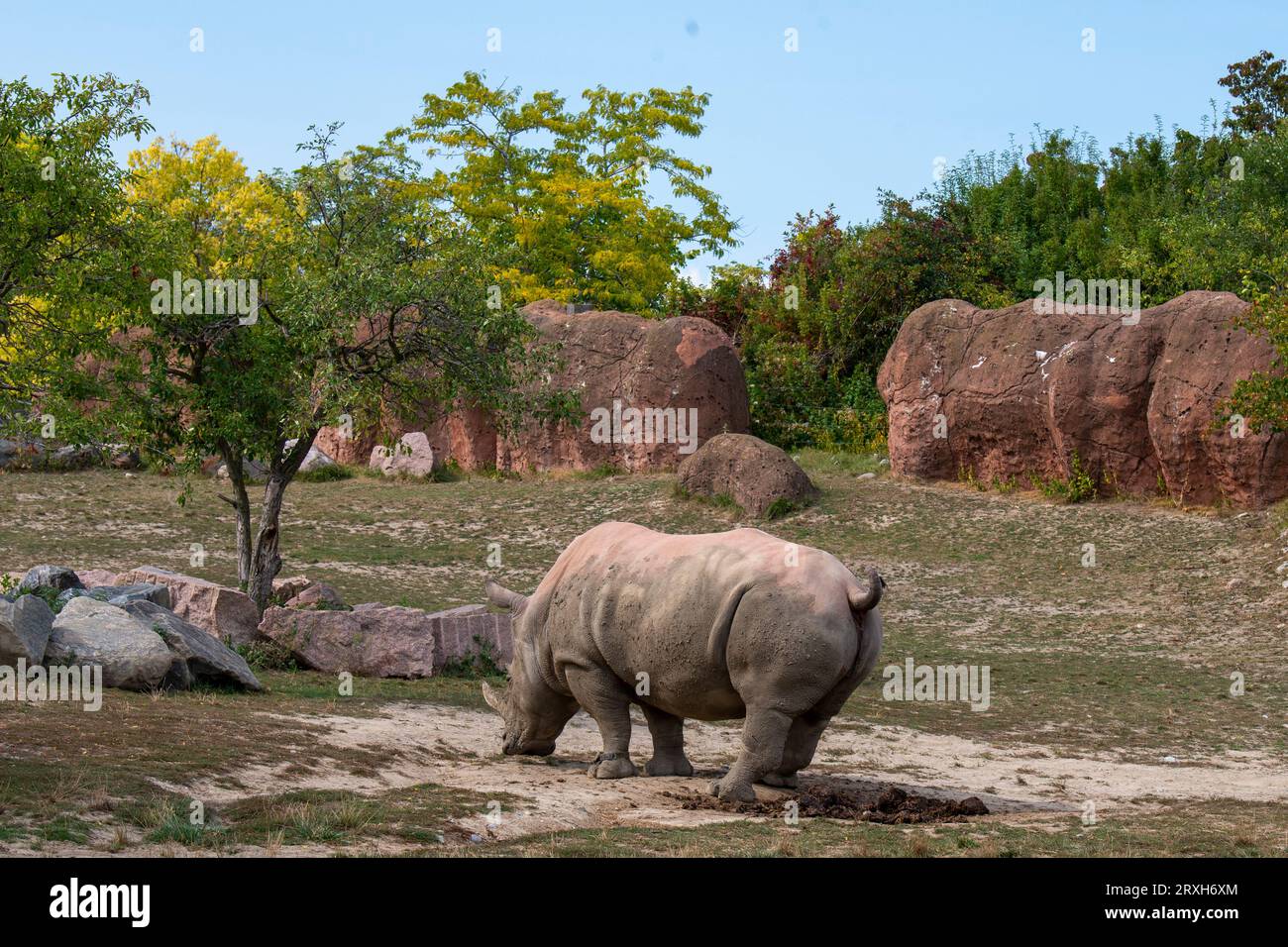 Toronto zoo rhino hi-res stock photography and images - Alamy