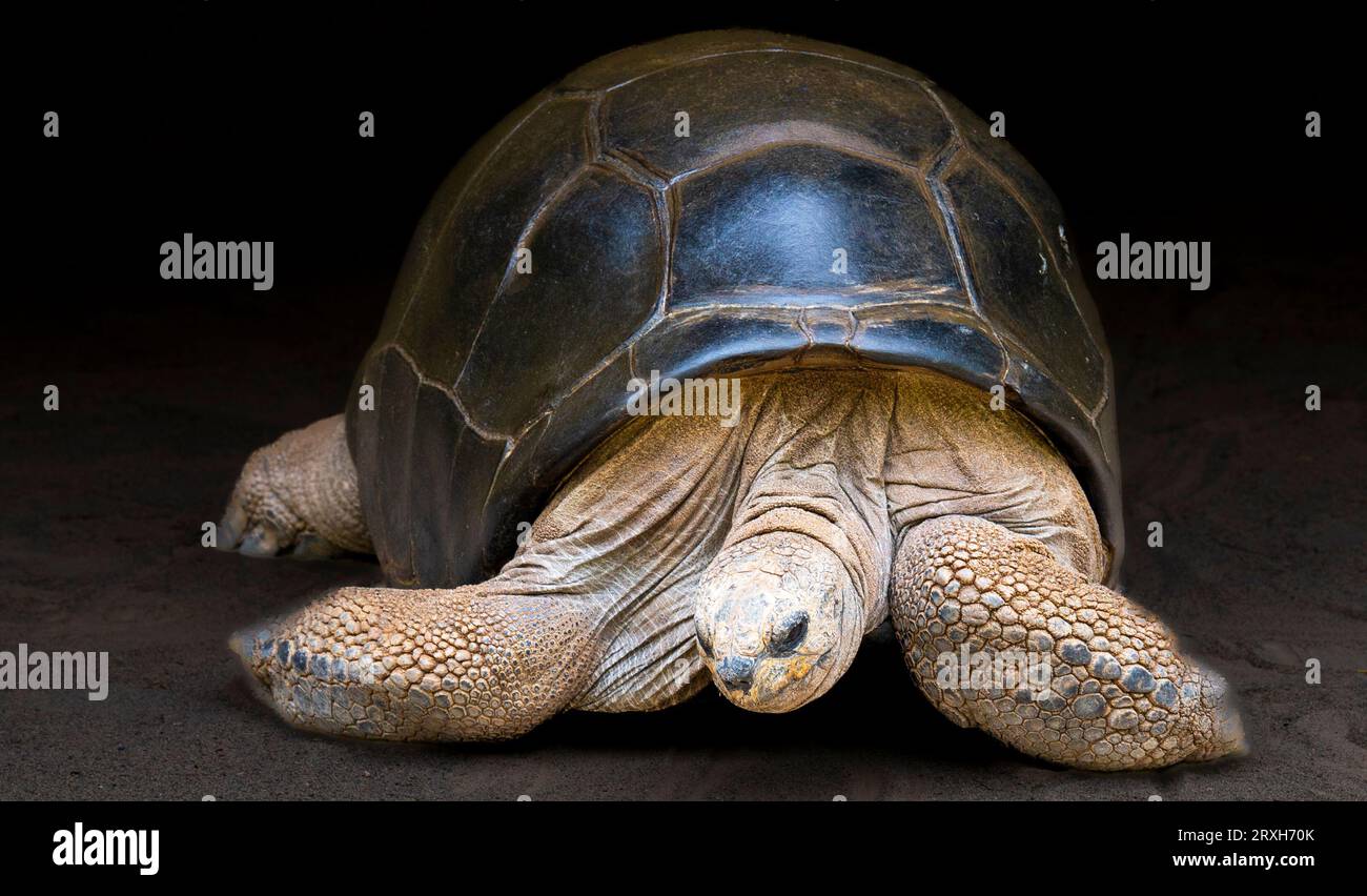 Toronto zoo hi-res stock photography and images - Alamy