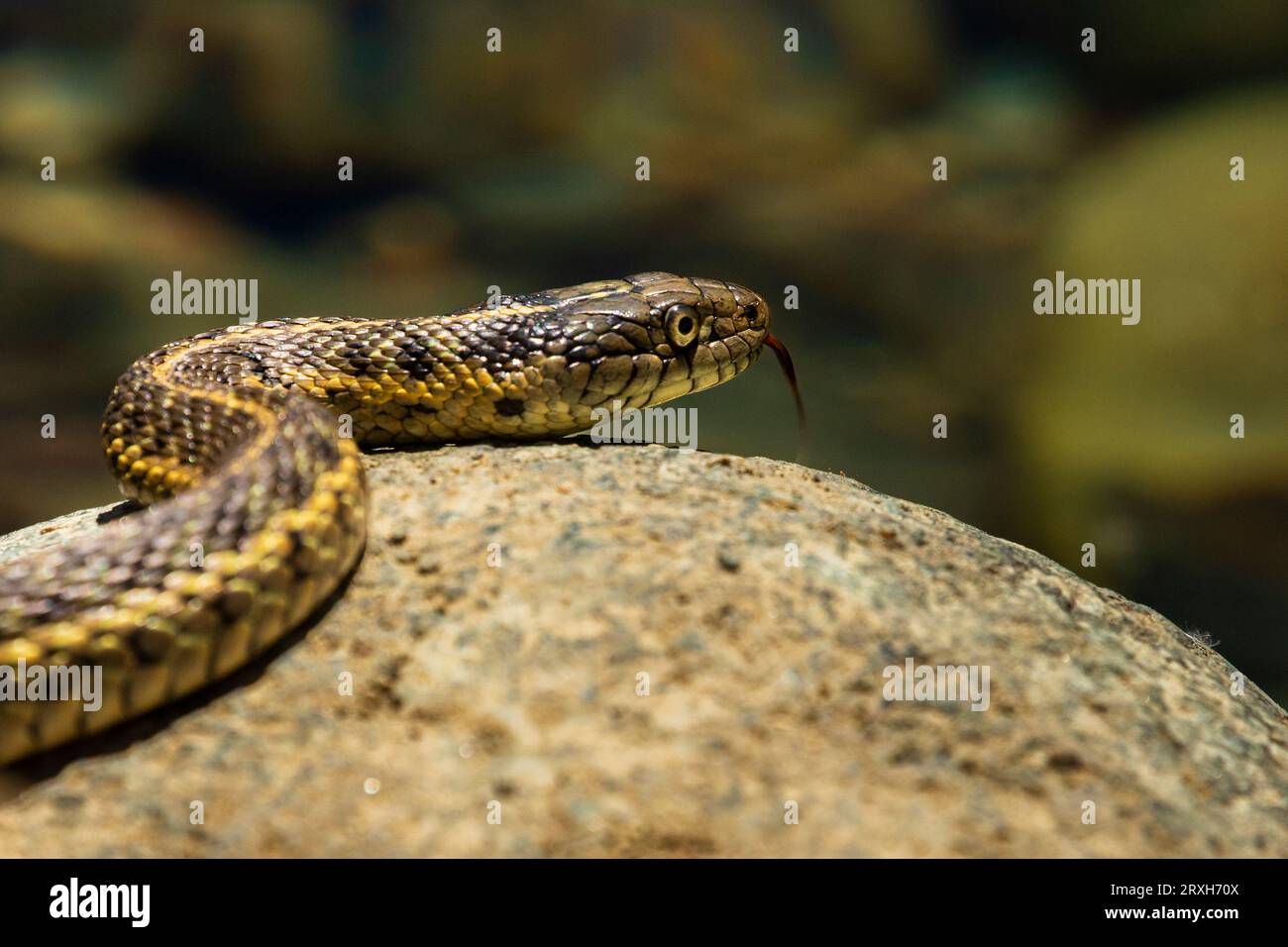 Western terrestrial garter snake (Thamnophis elegans) on a rock ...